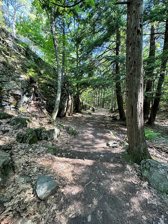 The forest path winds through ancient pines like a secret passage, making you half-expect to encounter woodland creatures having a tea party.