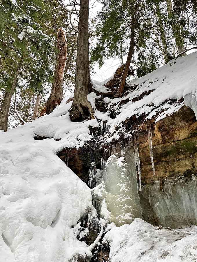 Ancient pines stand guard over snow-covered trails, their roots gripping the same earth that feeds the magnificent ice formations.