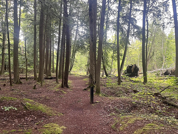Dappled sunlight filters through the forest canopy, creating nature's own light show along this peaceful woodland path.