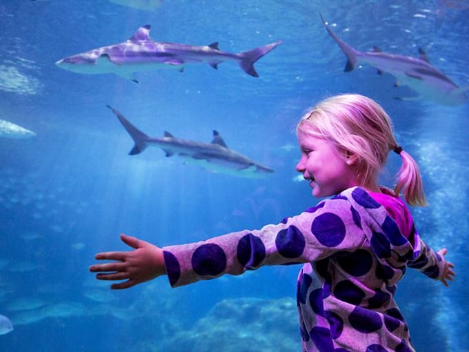 Pure childhood joy captured as a young explorer reaches toward sharks swimming just inches away, safely separated by invisible barriers.