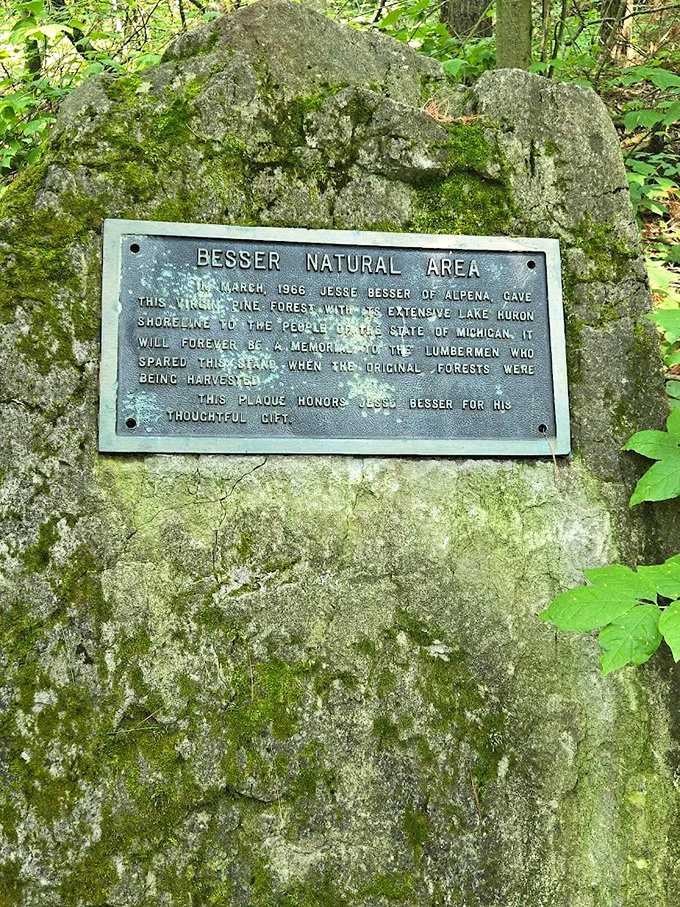 A moss-covered plaque tells the story of Jesse Besser's gift, preserving this slice of Michigan's natural heritage for future generations.