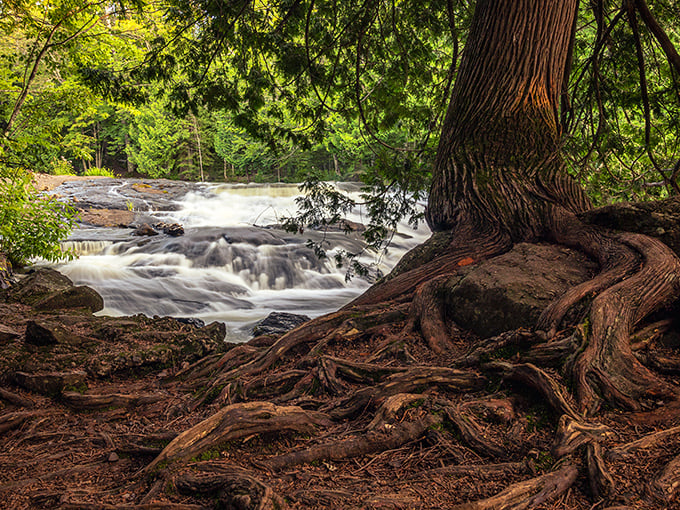 Ancient roots grip the shoreline like nature's own structural engineers, while the rushing water provides a constant soundtrack to their silent strength.