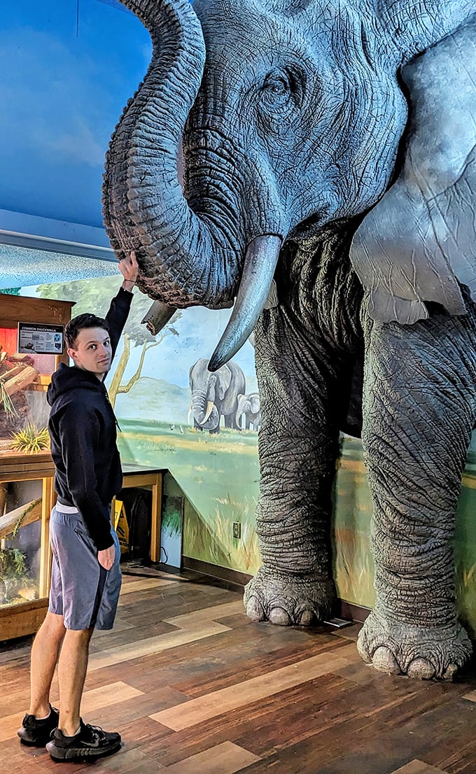 Size matters! A visitor gets a trunk-side perspective on just how magnificent these gentle giants truly are.