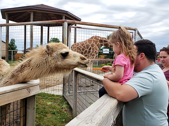 The ultimate ice-breaker: nothing brings families together like a camel with impeccable comic timing and treat-seeking skills.