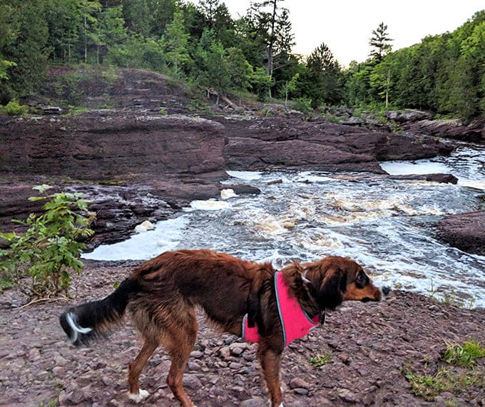 Even four-legged explorers appreciate the majesty! This pup seems to be contemplating the philosophical implications of water's eternal journey.