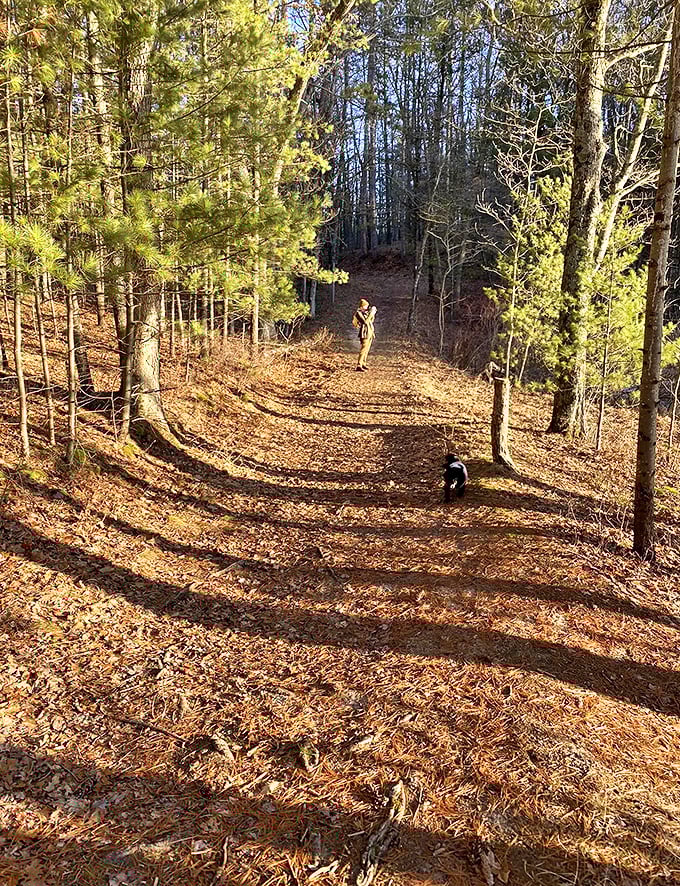 Autumn's golden carpet unfurls beneath towering pines, where hikers and their loyal companions discover Michigan's woodland magic.
