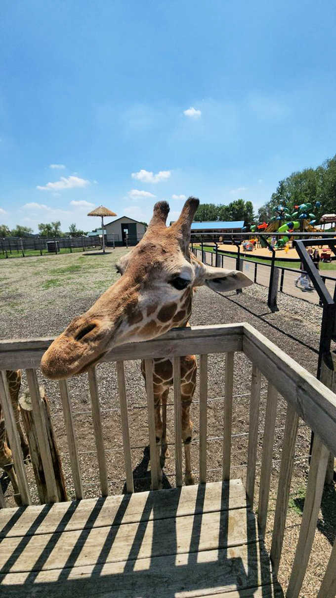 The art of giraffe dining: that incredible 18-inch tongue delicately wraps around lettuce leaves with surprising precision.