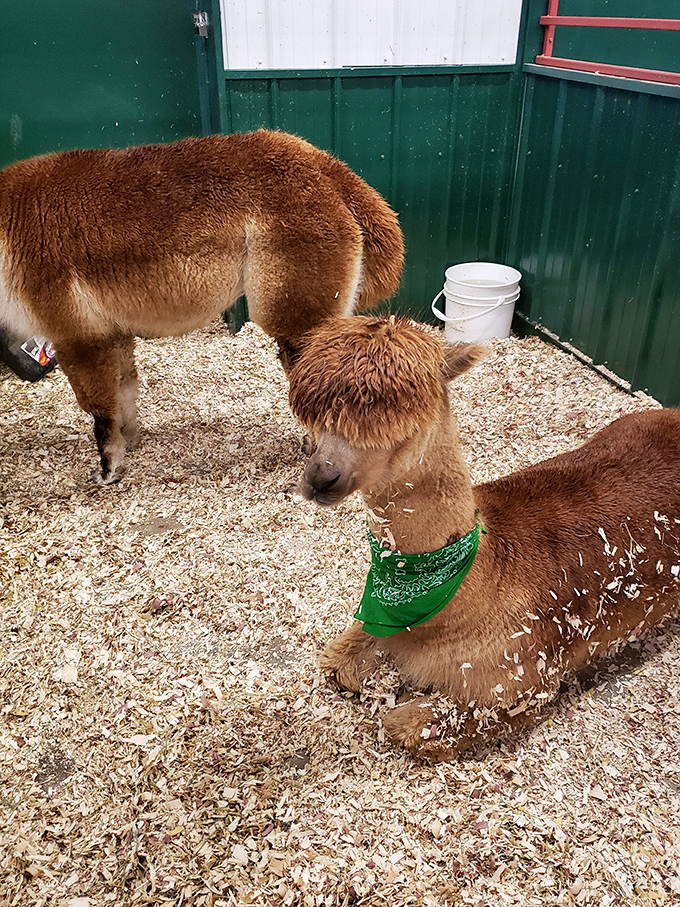 This adorable alpaca sporting a festive green bandana seems to be asking, "Did you bring snacks?" with those soulful eyes.