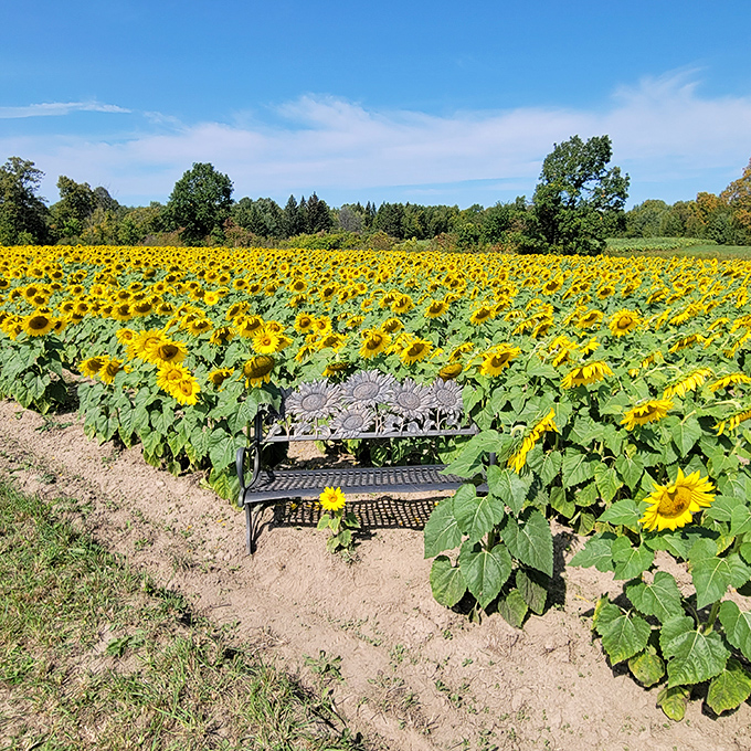A thoughtfully placed bench invites moments of quiet contemplation amid the buzzing energy of thousands of sun-worshipping blooms.