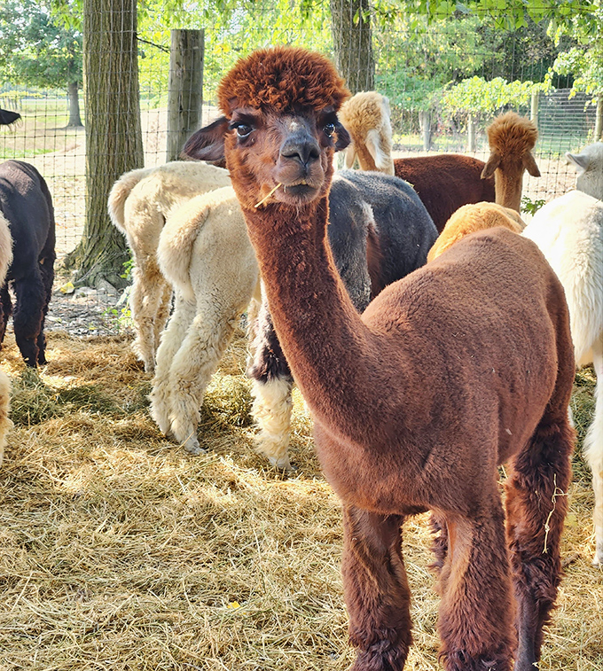 This chocolate-colored charmer pauses mid-graze to strike a pose, showing off the distinctive two-toned pattern that makes each alpaca uniquely photogenic.