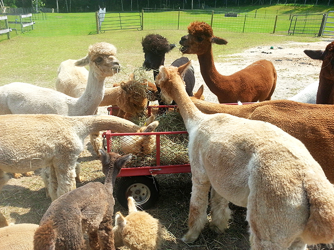 Mealtime at the farm brings all the alpacas to the yard, creating a fluffy feeding frenzy around the hay wagon.