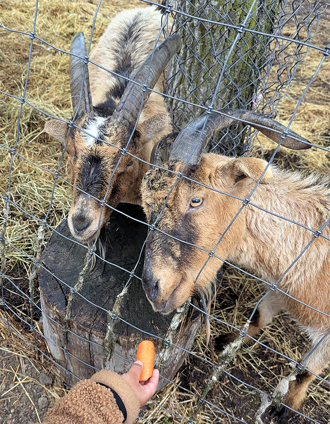 The universal language of food brings species together as eager goats anticipate a crunchy carrot treat from a visitor's outstretched hand.