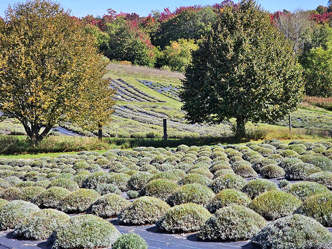 In autumn, the lavender fields take on a muted beauty, like purple waves frozen in time against the Michigan countryside.