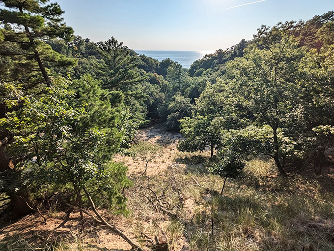 A natural cathedral where sunlight filters through towering trees, creating the perfect backdrop for contemplating life's big questions &ndash; or lunch options.