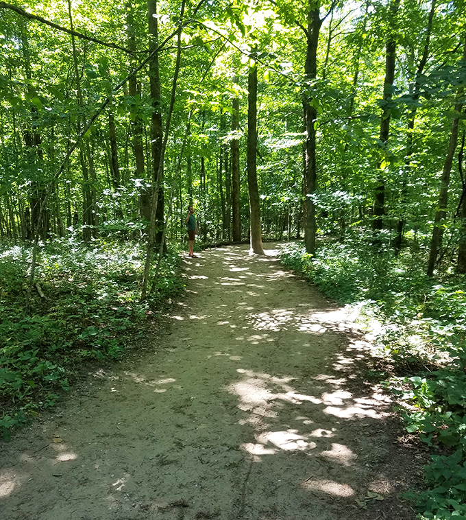 Dappled sunlight plays hide-and-seek on this serene forest trail, where the only traffic jam involves squirrels and chipmunks.