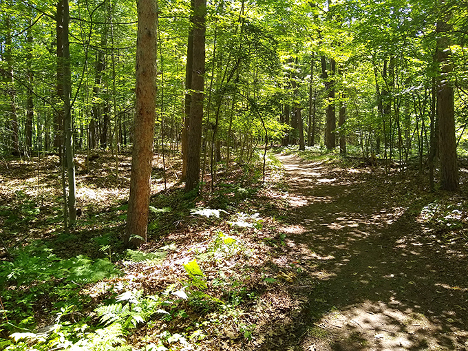 Dappled sunlight plays hide-and-seek along this serene forest trail, where every turn promises a new woodland discovery.