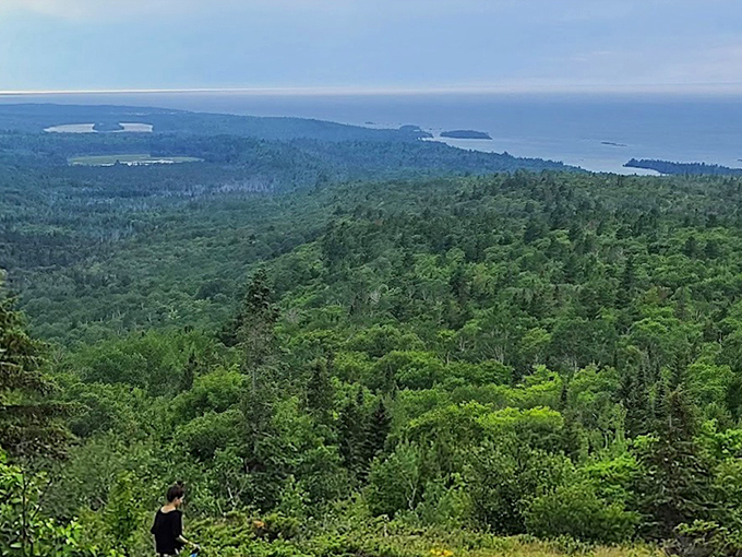 Dense pine forests create a fragrant sanctuary where stress doesn't stand a chance.