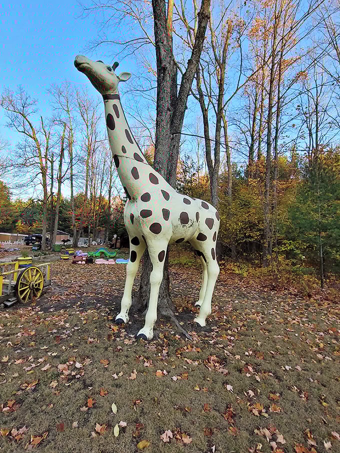 Standing tall among fall foliage, this spotted sentinel seems to be keeping watch over his concrete kingdom with quiet dignity.