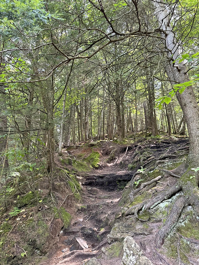 This isn't just a hiking trail &ndash; it's nature's red carpet, complete with gnarled roots and moss that's been preparing for your arrival for centuries.