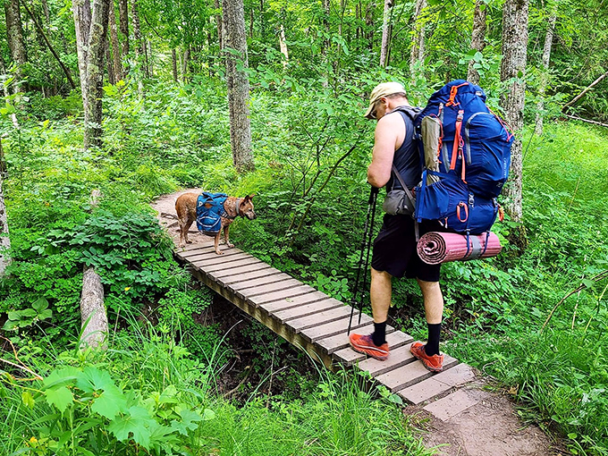 Man's best friend leads the way across a rustic footbridge, proving that four-legged hiking companions often know the best path forward.