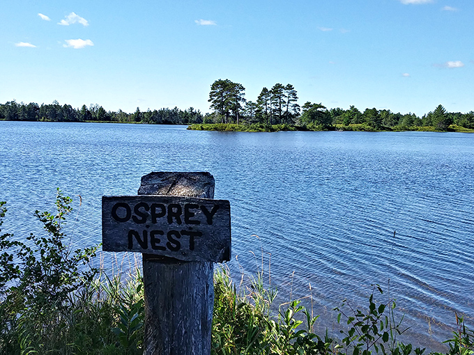 Osprey Nest sign marking nature's penthouse suite with waterfront views that would cost millions in Manhattan.