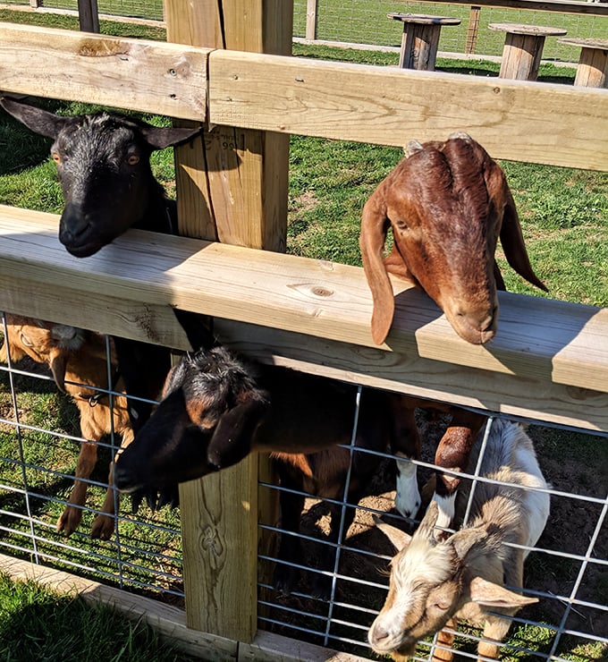 The goat welcoming committee lines up for inspection. The one on the bottom right is definitely the troublemaker of the group.