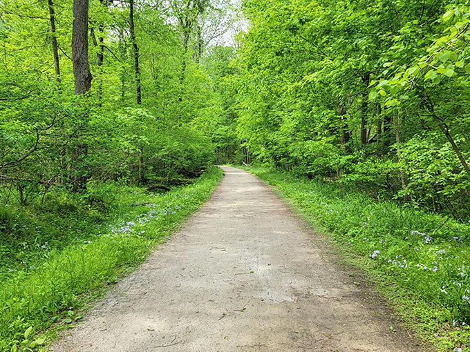 Spring's emerald tunnel beckons with promises of cool shade and birdsong symphonies along this serene stretch of trail.