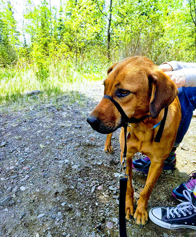 Four-legged hiking companions are welcome on the trails, though they might judge your fitness level with those knowing canine eyes.