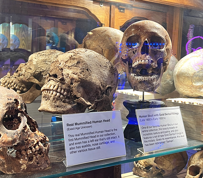 Real human remains, including a mummified head with intact soft tissue, blur the line between educational exhibit and macabre spectacle.