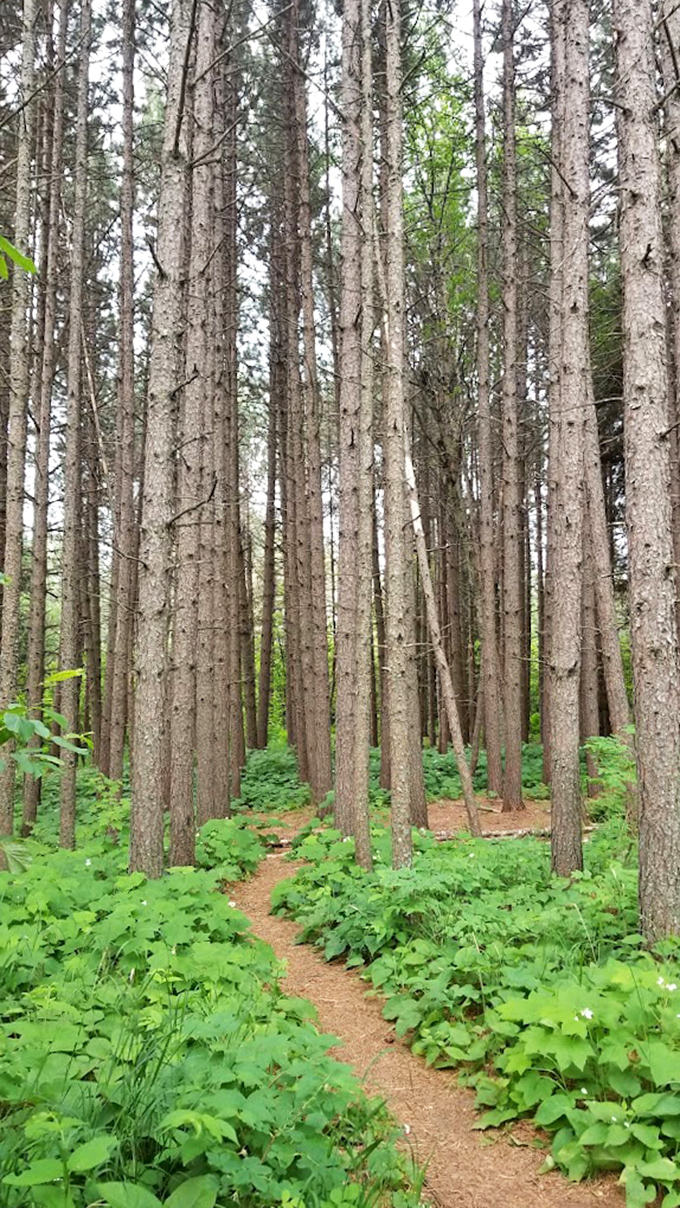 Cathedral of pines: Towering trees stand sentinel along the trails, their vertical lines drawing your eyes skyward like nature's cathedral.