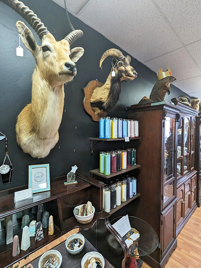 Majestic taxidermy specimens watch over the shop, frozen in time yet somehow still commanding respect from their perches.