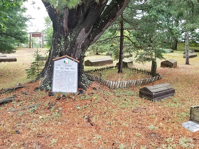 A majestic pine stands sentinel, its roots deep in earth, branches reaching skyward &ndash; a natural connector between worlds.