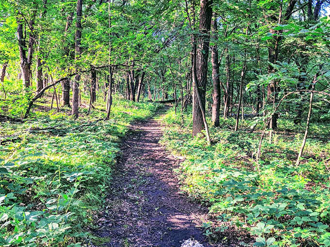 Winding trails beckon adventurers through tall grasses, each bend promising new discoveries just ahead.