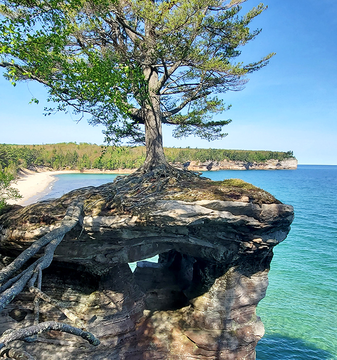 This determined tree clings to life atop bare rock, a testament to nature's persistence and adaptability in harsh conditions.