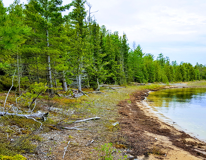 Towering pines create nature's cathedral, where dappled sunlight plays on the forest floor and worries seem to dissolve into the pine-scented air.