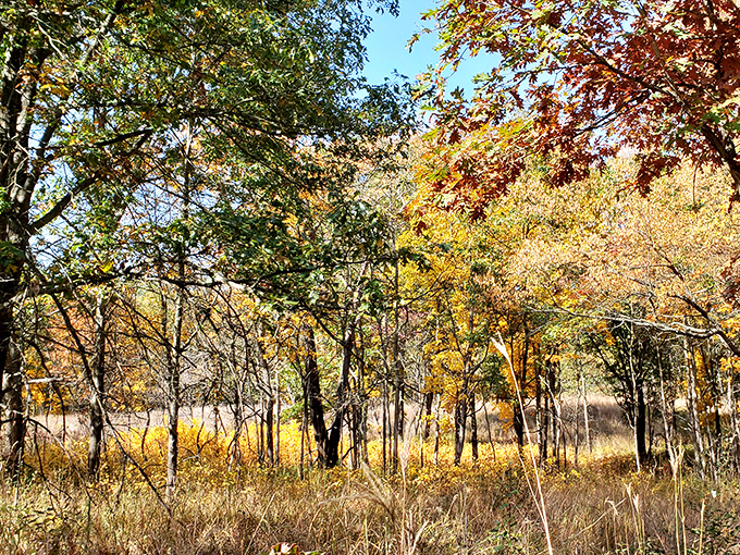 Fall's paintbrush transforms the forest into a masterpiece of amber and gold, nature showing off its seasonal wardrobe change.