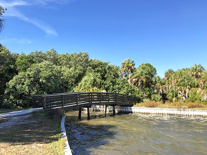 This wooden bridge isn't just crossing water; it's connecting you to the Florida that existed before theme parks and gift shops.