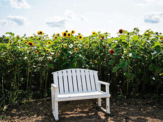 A moment of zen awaits on this white bench, where sitting still becomes an art form surrounded by nature's most optimistic flowers.