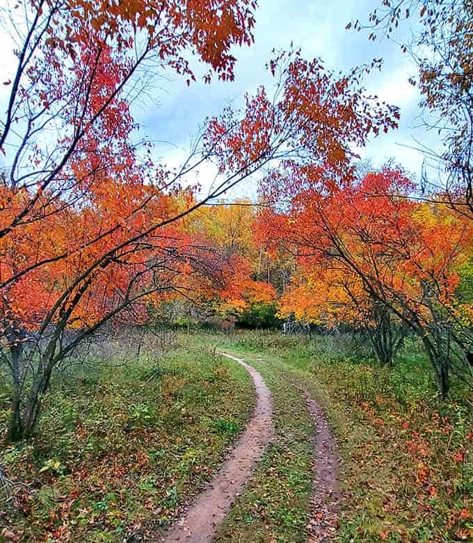 Afton State Park's autumn trails offer a symphony of color that would make even Bob Ross reach for extra crimson on his palette.