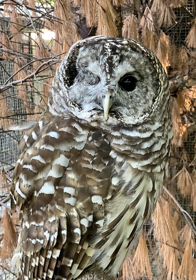 "Who's there?" This barred owl seems to be judging your life choices with those penetrating eyes and permanently surprised expression.