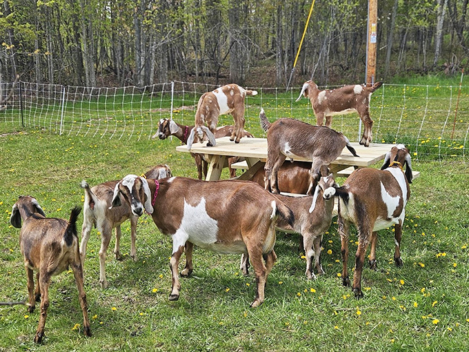 These goats at Biggoat Farm aren't just farm animals &ndash; they're furry comedians with personalities bigger than their appetites for your jacket zipper.