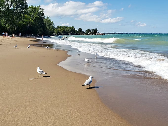Local seagulls provide free entertainment, strutting along the shoreline like they own the place (and honestly, they were here first).