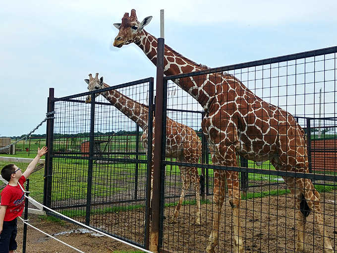Childhood wonder in its purest form &ndash; a young boy offers leafy greens to his new long-necked friend.