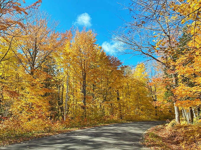 Autumn transforms this forest corridor into a golden tunnel, where sunlight filters through leaves like nature's stained glass.