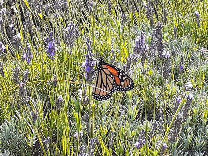 A monarch butterfly pauses for refreshment, its orange wings creating nature's perfect complementary color against purple blooms.