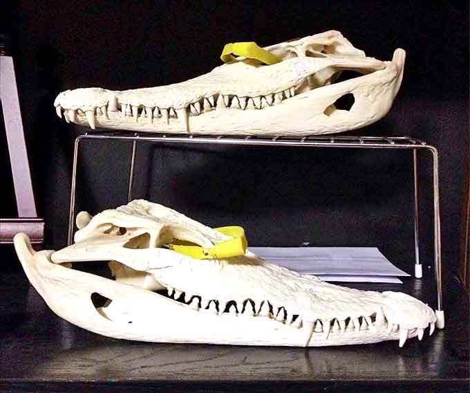 Prehistoric power on display: these crocodile skulls reveal nature's perfect design, their teeth still menacing after countless years.