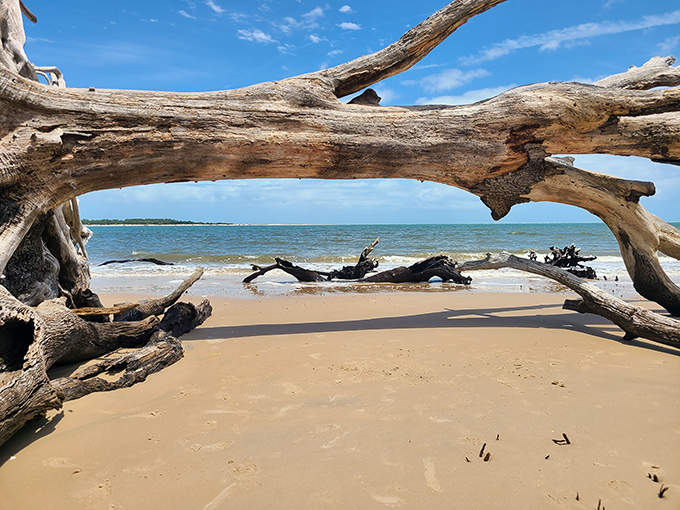 Nature's sculpture garden: sun-bleached driftwood frames the ocean view like an artist deliberately placed it for maximum drama.