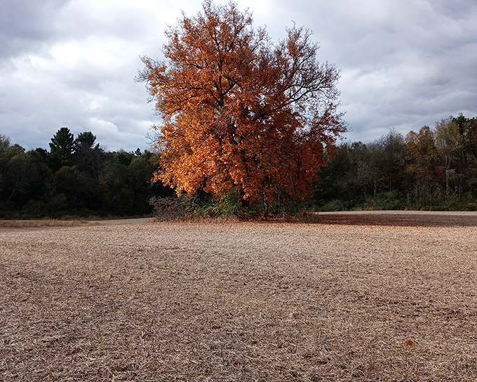 A solitary tree stands defiant in the field, its autumn colors blazing against the muted landscape like nature's exclamation point.