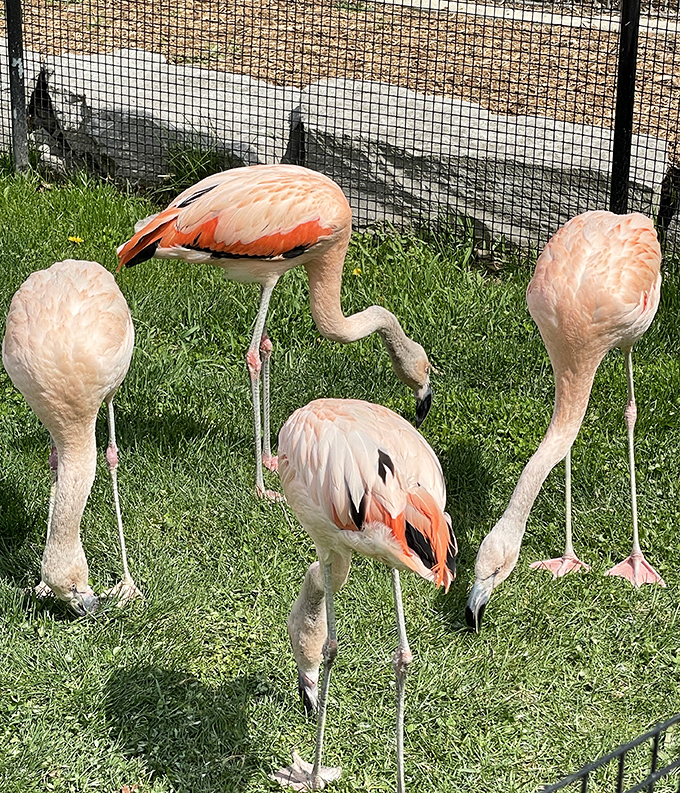 Flamingo fashion show in progress &ndash; these pink divas strike poses that would make runway models jealous.