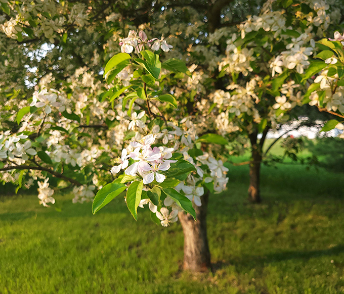 Spring's ephemeral artwork &ndash; crabapple blossoms transform the park into a cloud of fragrant white, nature's own wedding decoration.